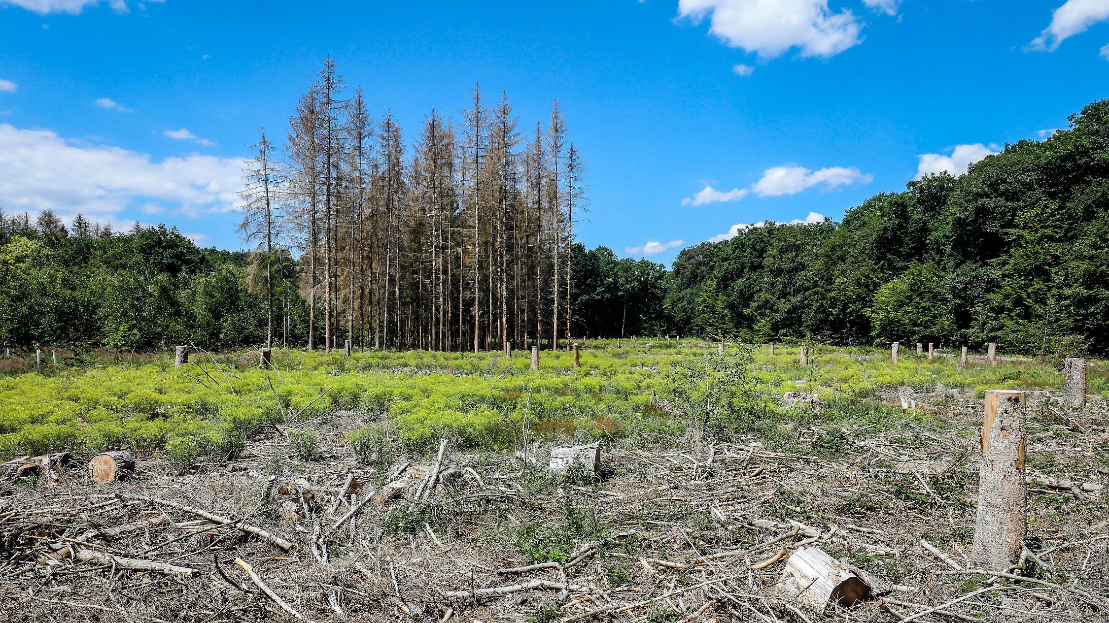 Pollenflug Vorhersage für Hausen im Wiesental, Baden-Württemberg ...