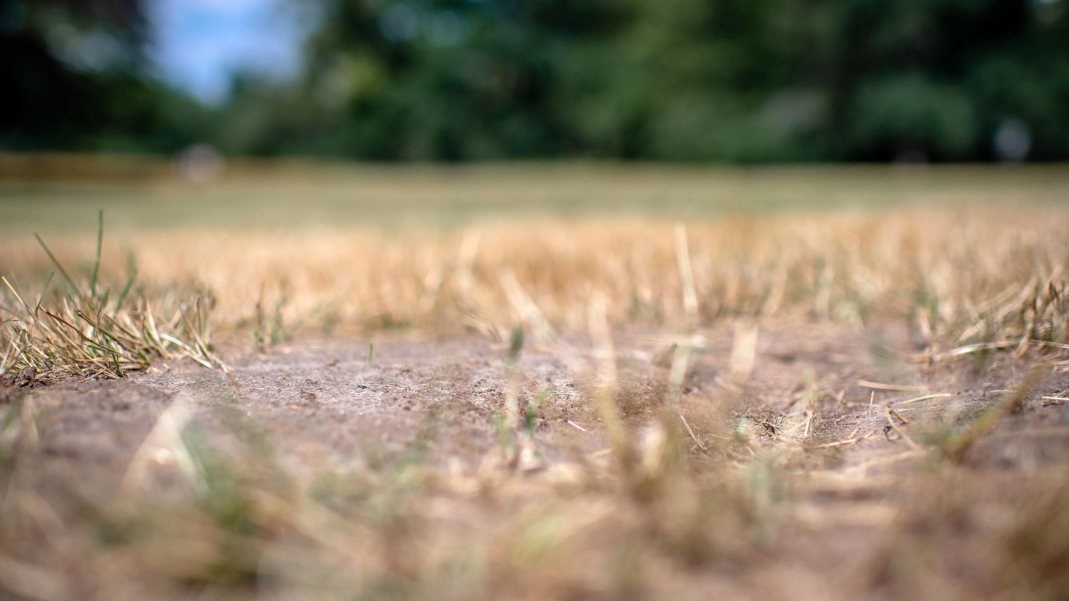 Rettung für verbrannten Rasen nach Hitze: So wird brauner Rasen wieder ...