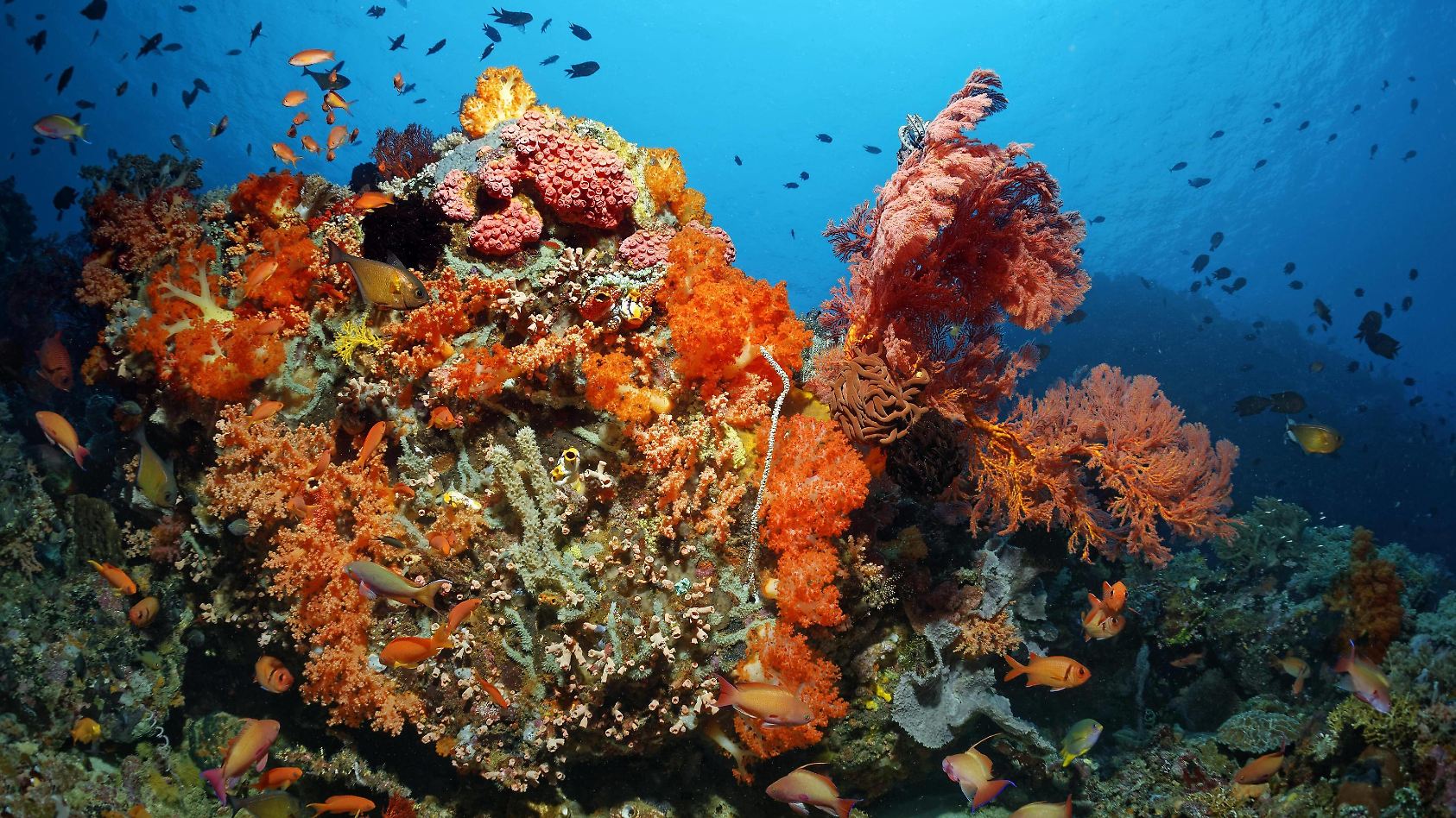 Korallensterben: So wollen Start-Up das Great Barrier Reef retten | wetter.de