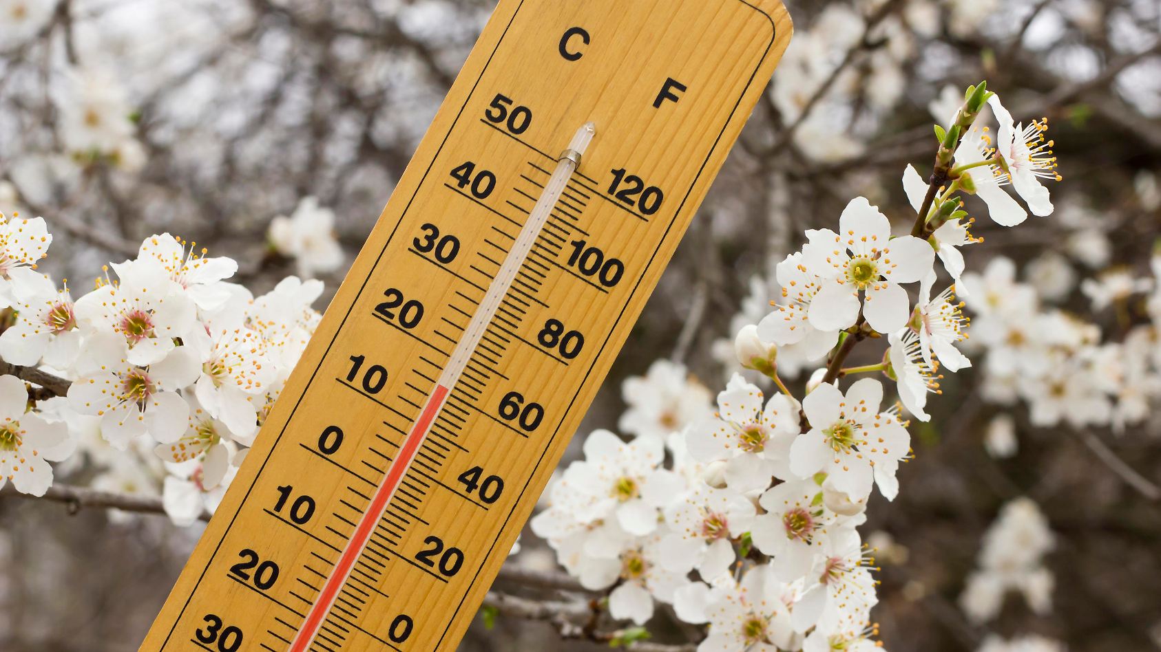 Milder Winter mit warmen Temperaturen: So extrem sind die Folgen für ...