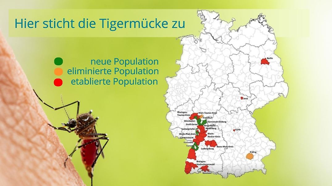 Aktuelle Karte zeigt Ausbreitung der Tigermücke: Invasive Insekten ... Aktuelle Karte zeigt Ausbreitung der Tigermücke: Invasive Insekten ...