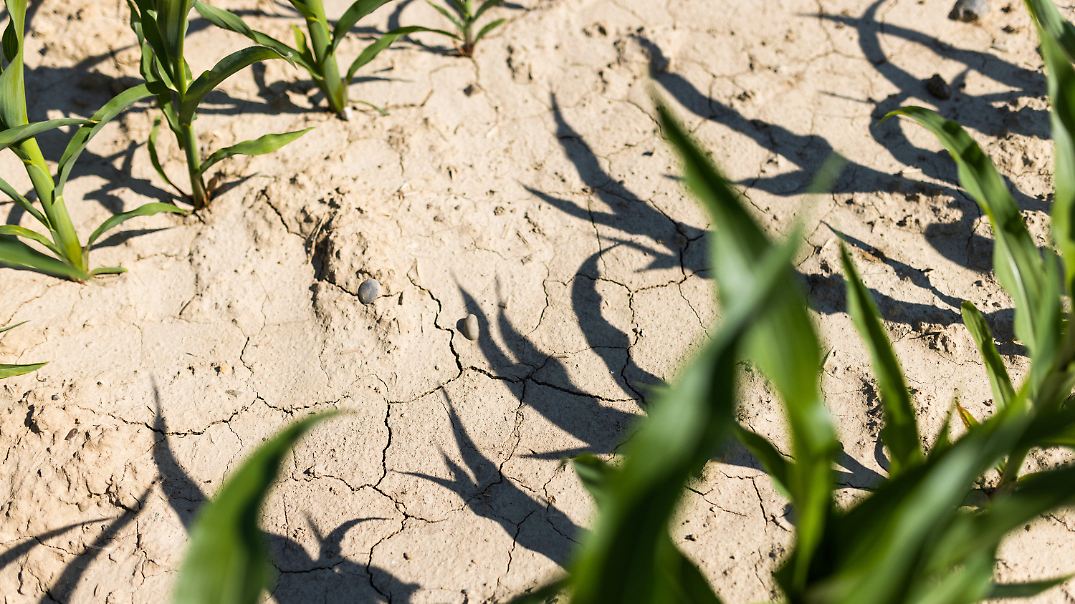 Sommer-Prognose für Juli und August in den Hundstagen: zwischen Extremwetter und gemäßigtem ...
