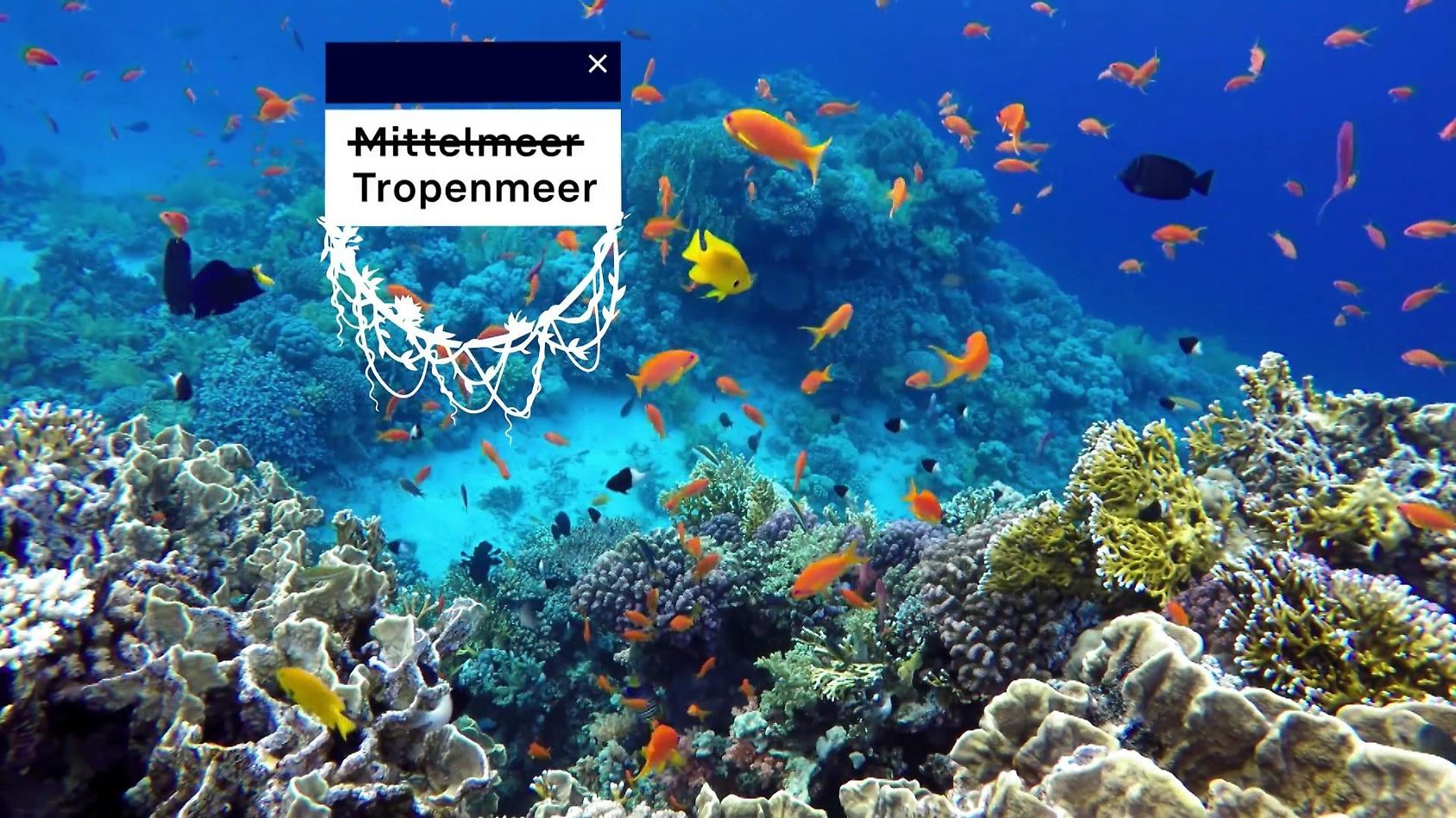 Mittelmeer wird im Klimawandel tropisch: Artensterben und Quallen-Blüten bedrohen das ...