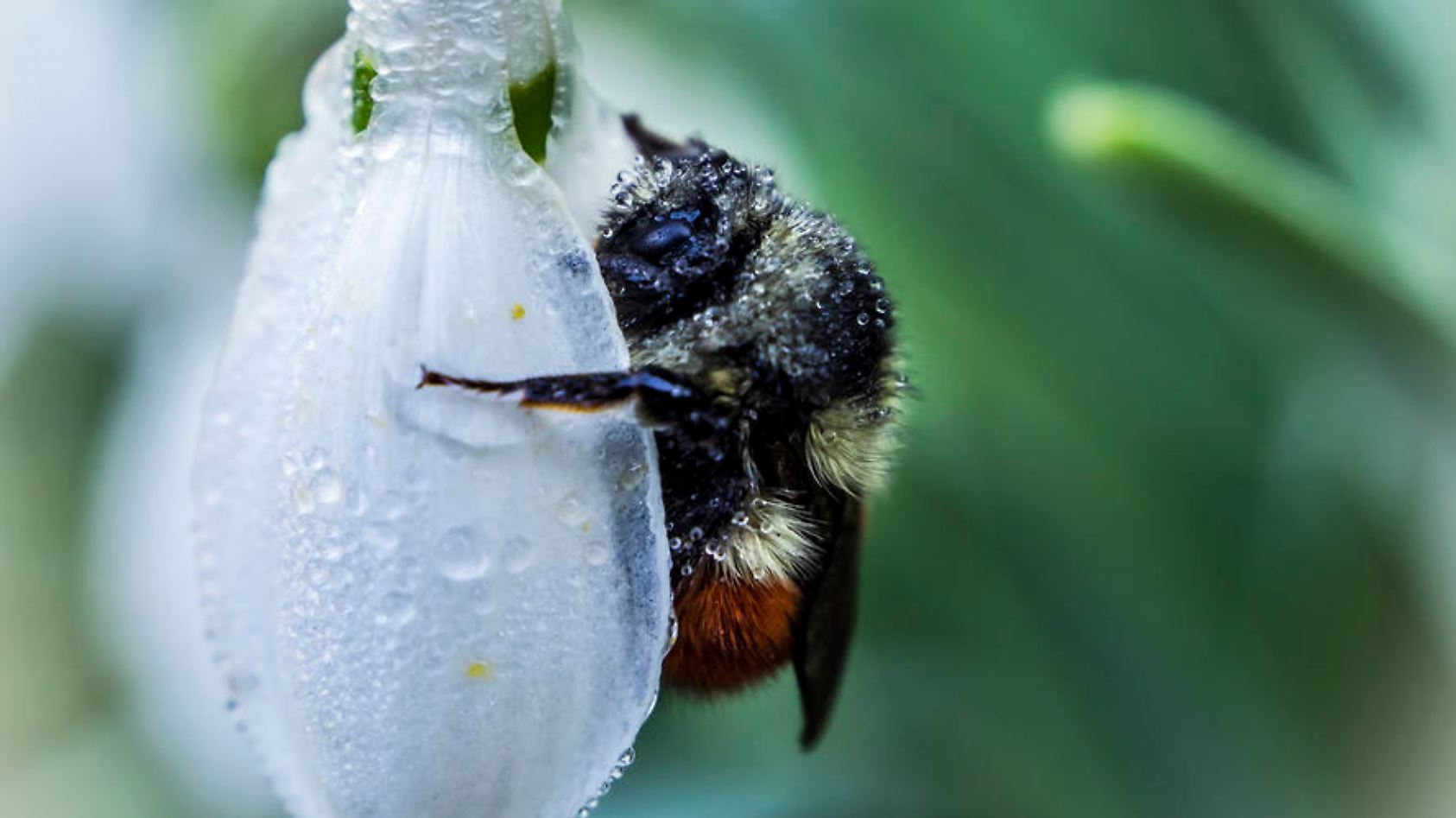 Wo leben Hummeln im Winter - und wie können wir ihnen dabei helfen ...