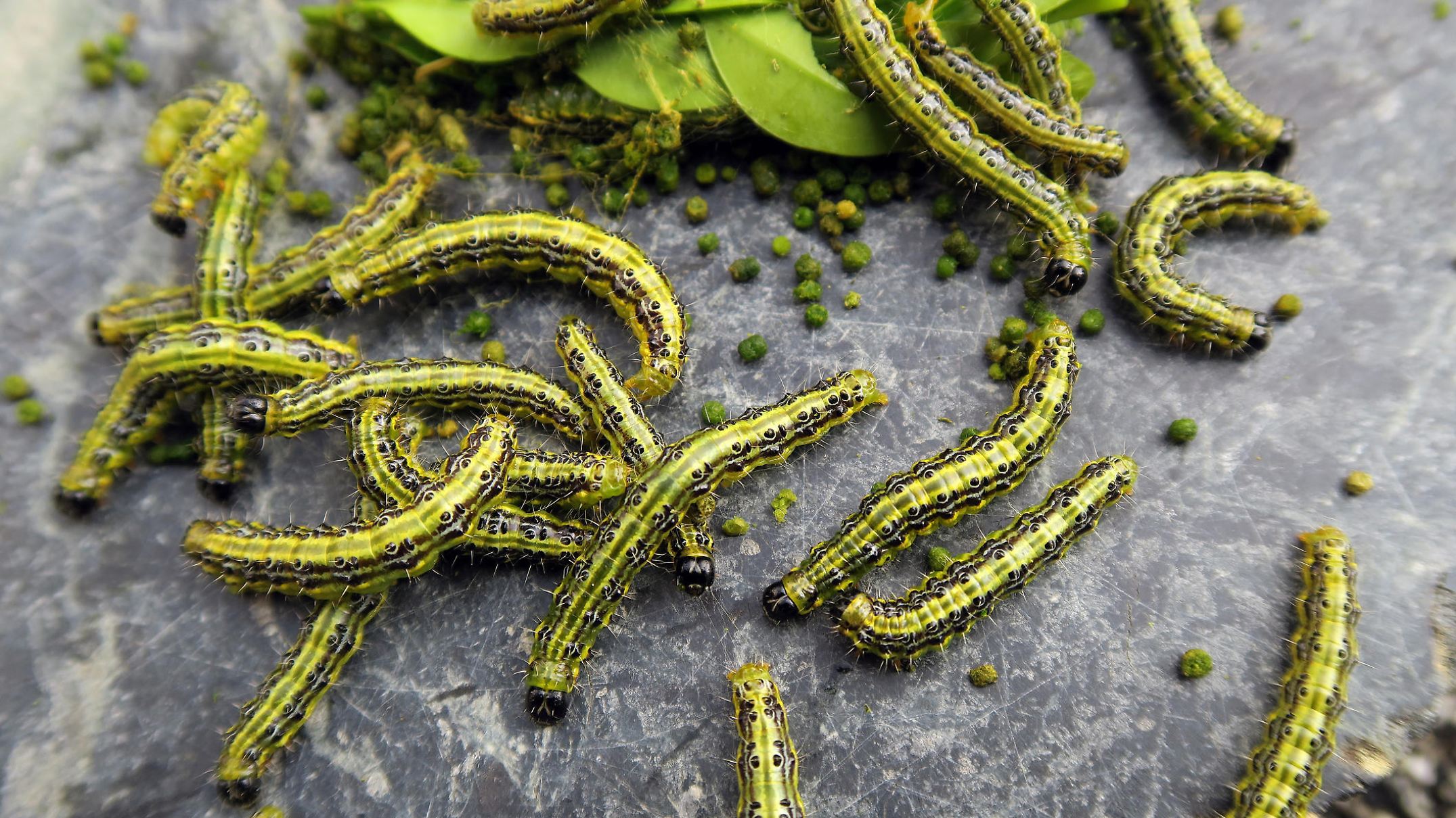 Grüne Raupen bestimmen mit Bildern - Wie man sie erkennt und ob sie ...