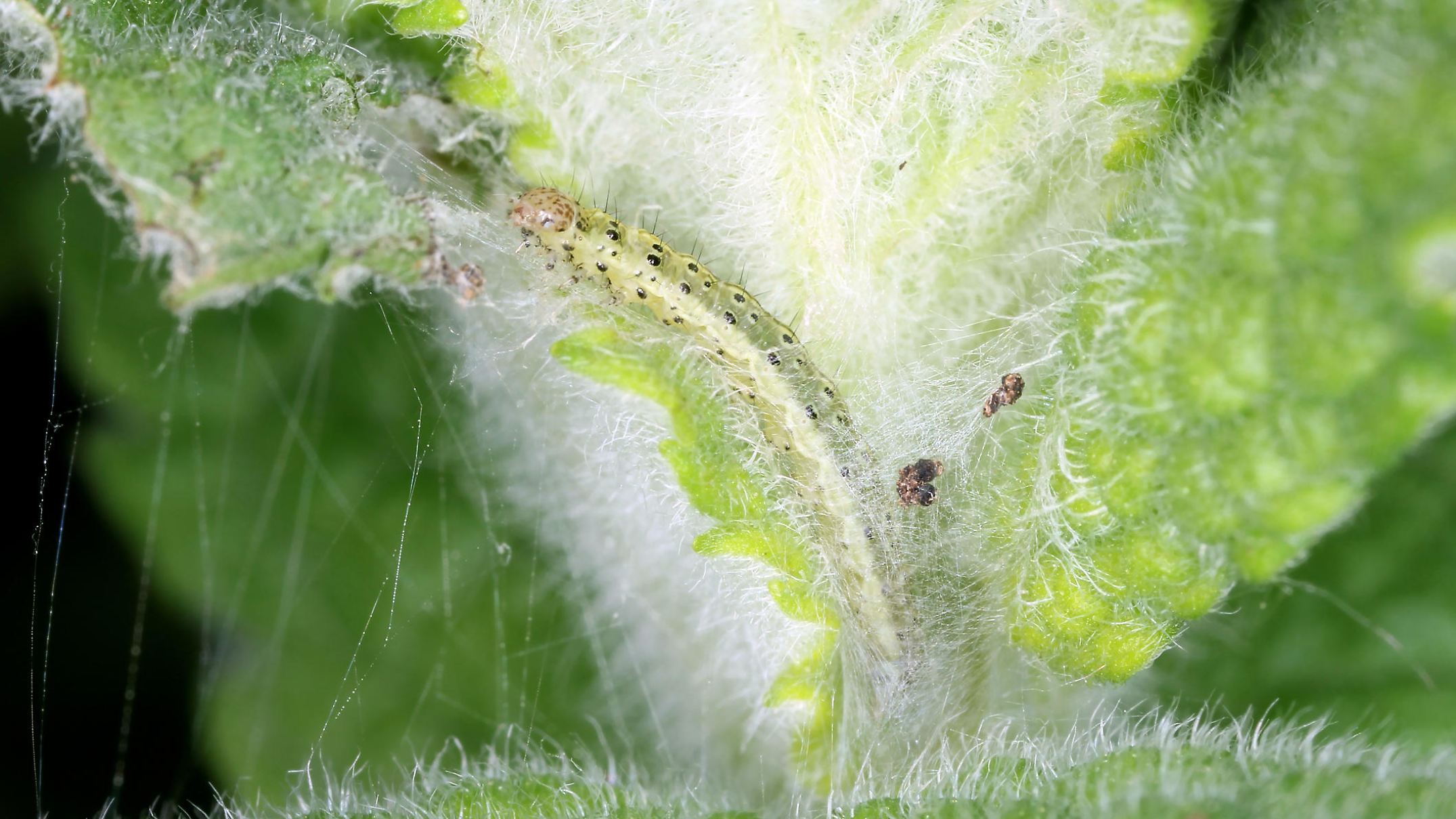 Grüne Raupen bestimmen mit Bildern - Wie man sie erkennt und ob sie ...