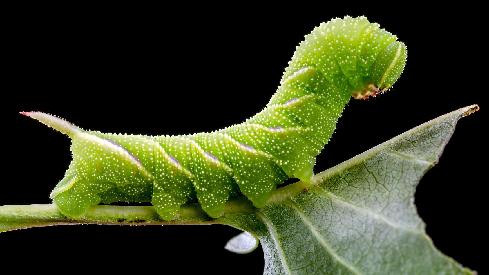 Grüne Raupen bestimmen mit Bildern - Wie man sie erkennt und ob sie ...