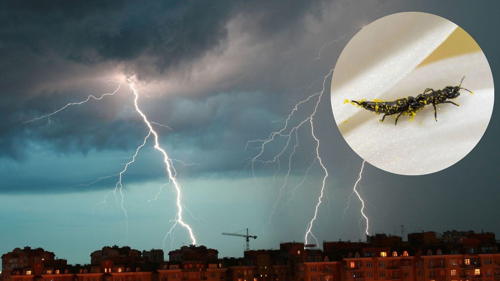 Sagen Gewittertierchen WIRKLICH ein Gewitter voraus? Insektenforscherin ...