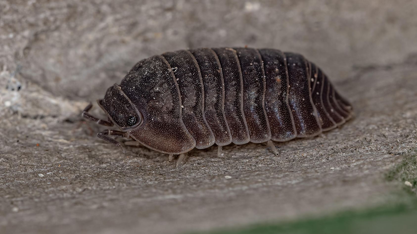 Kellerasseln im Haus oder Hochbeet - so wird man die kleinen Krabbler ...