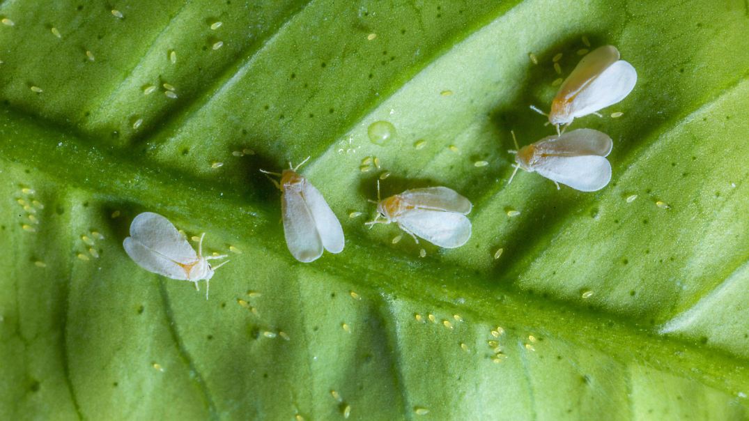 Weiße Fliege mit Hausmitteln bekämpfen: Was hilft gegen die ...
