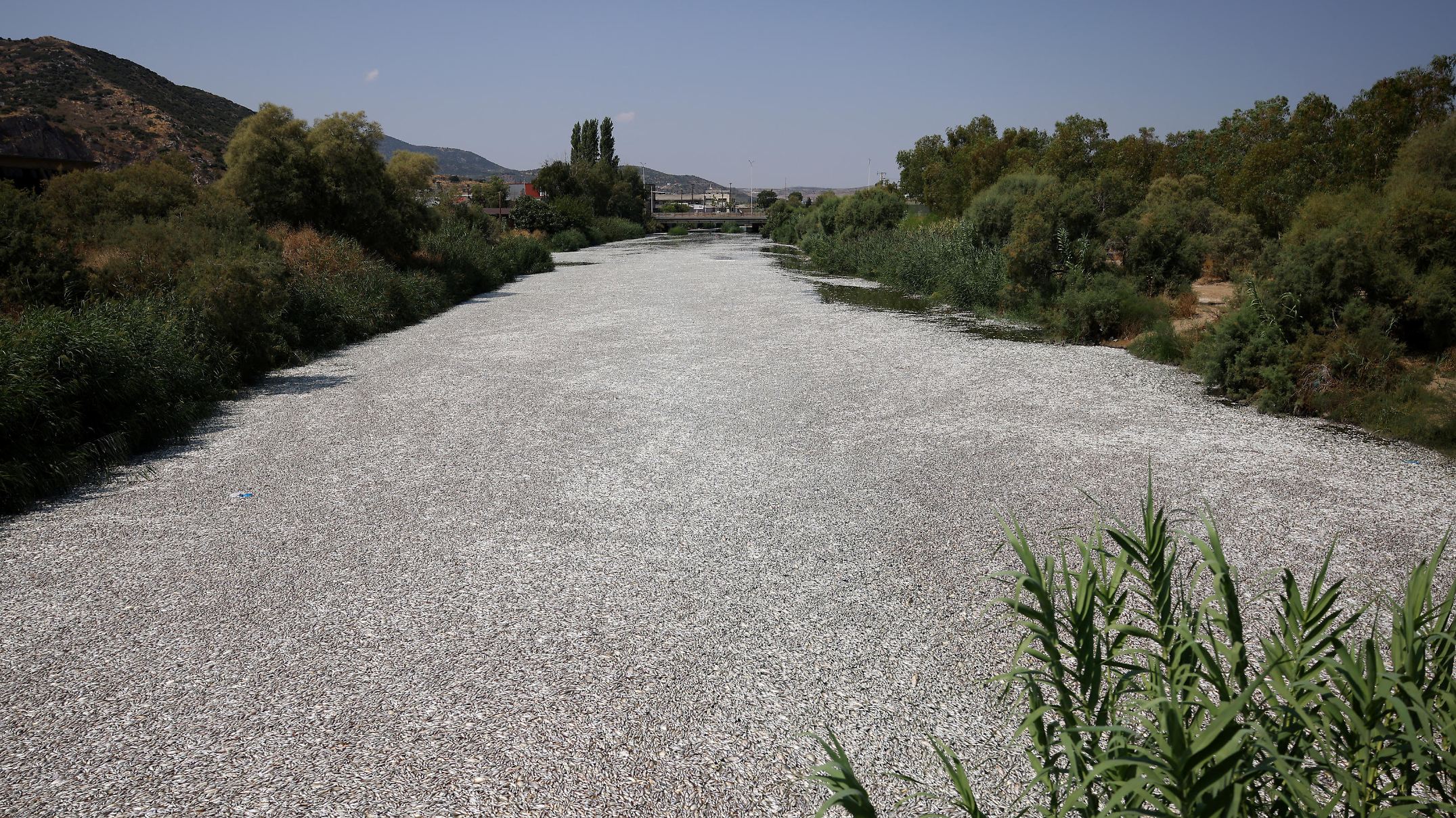 Katastrophales Fischsterben in Volos in Griechenland: Tote Fische so ...
