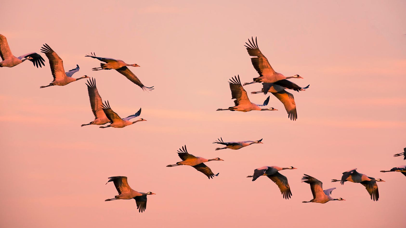 Vogelzug im Herbst: Kraniche, Störche & Schwalben - Wer bleibt in ...