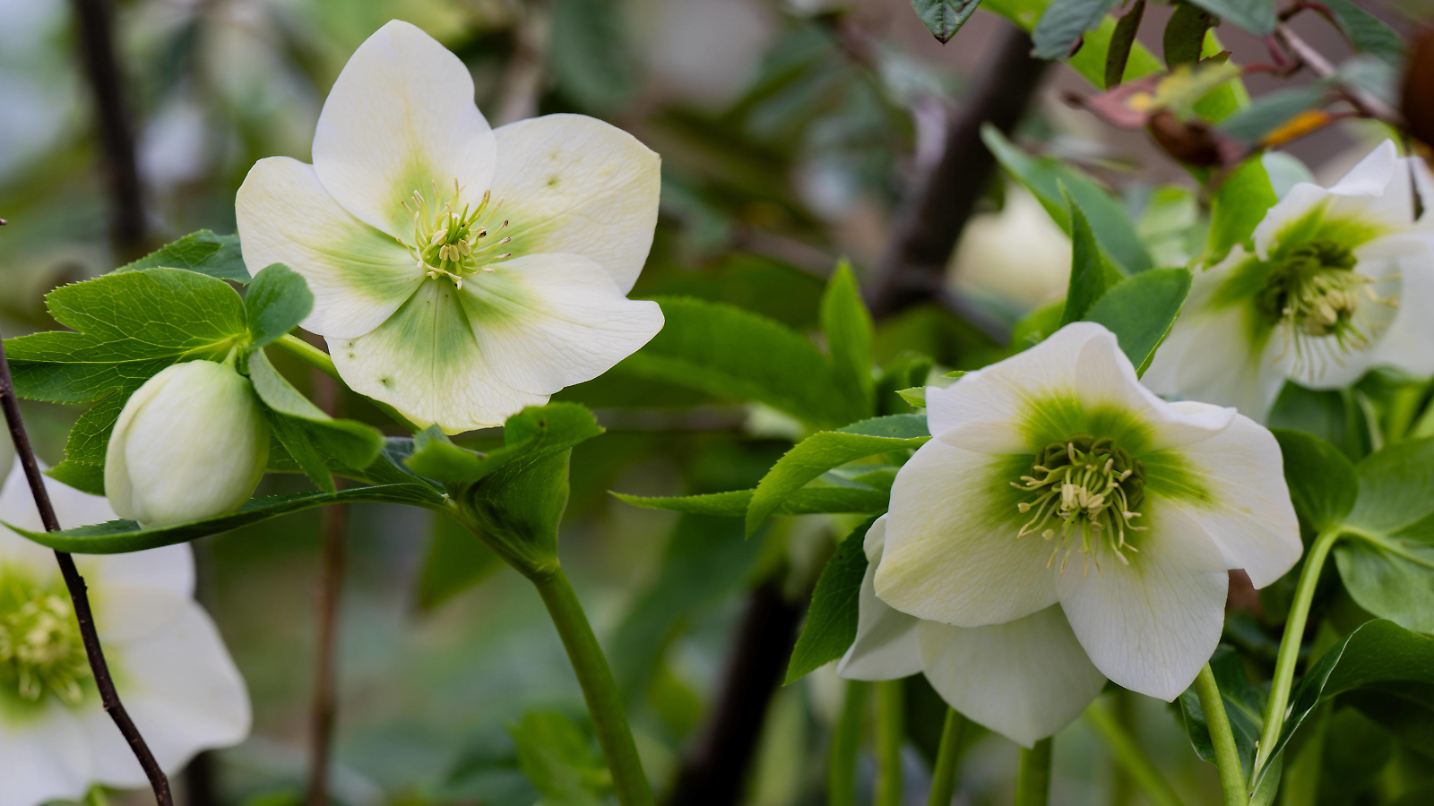 Christrose: Die besten Pflanz- und Pflege-Tipps für den weißen ...