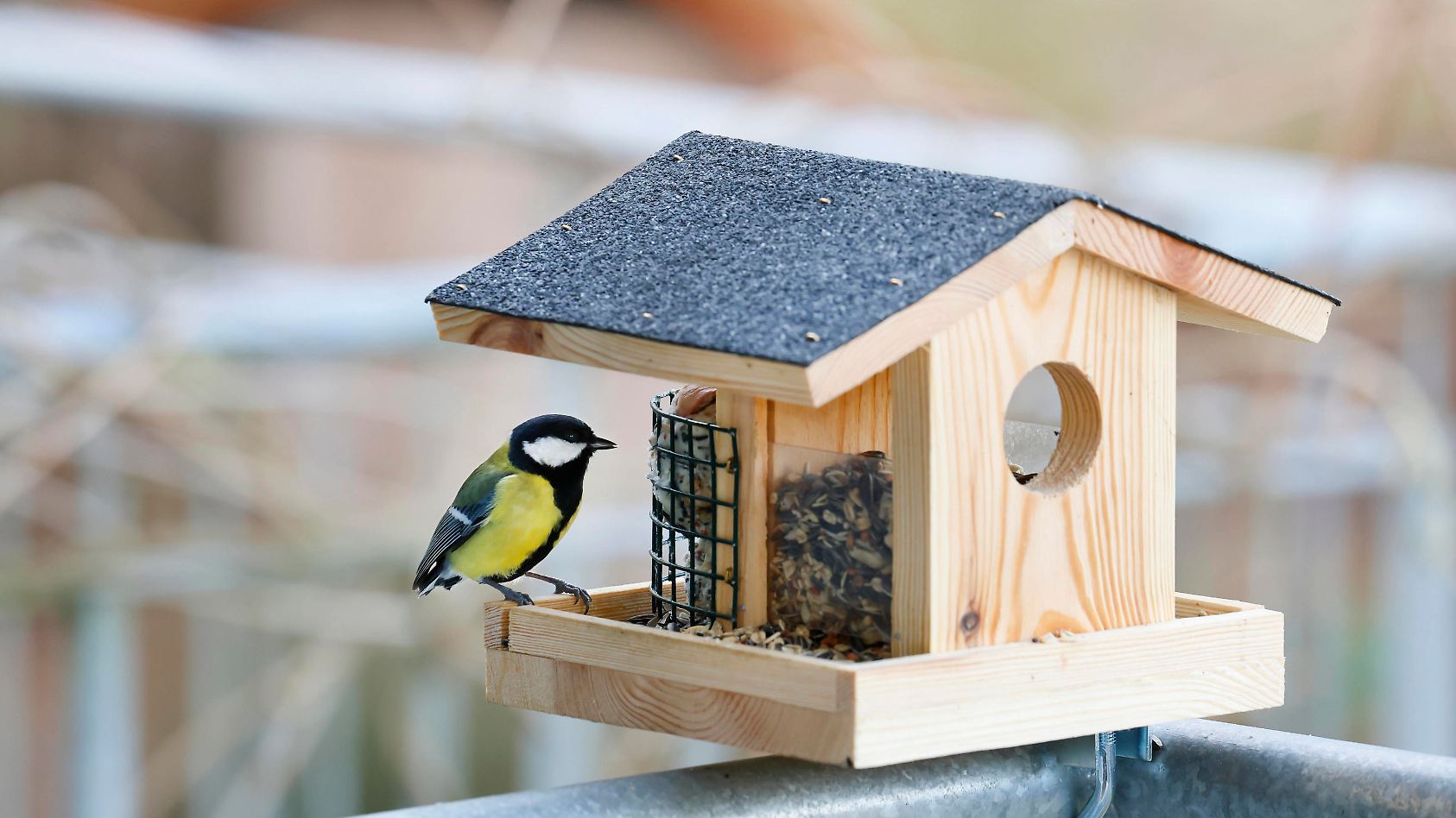Faszinierend Vogel Futtern Auf Balkon Fotos