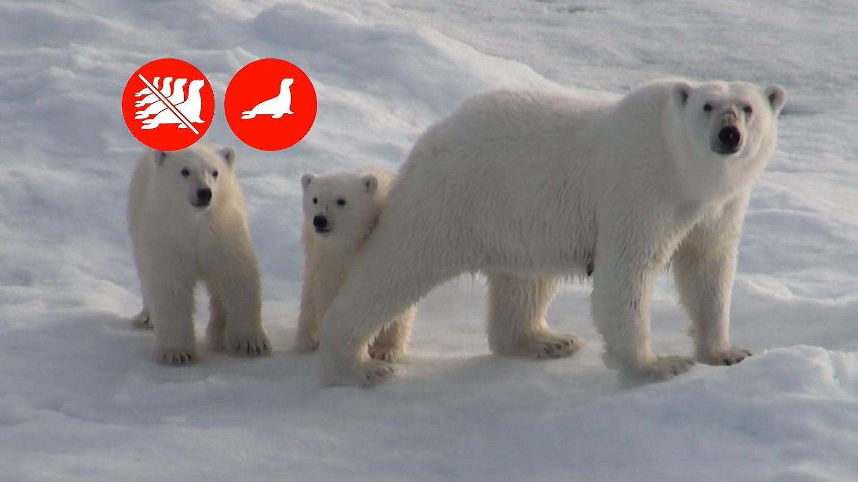 Eisbären und Klimawandel: Keine Eisschollen, keine Robbenjagd - die ...