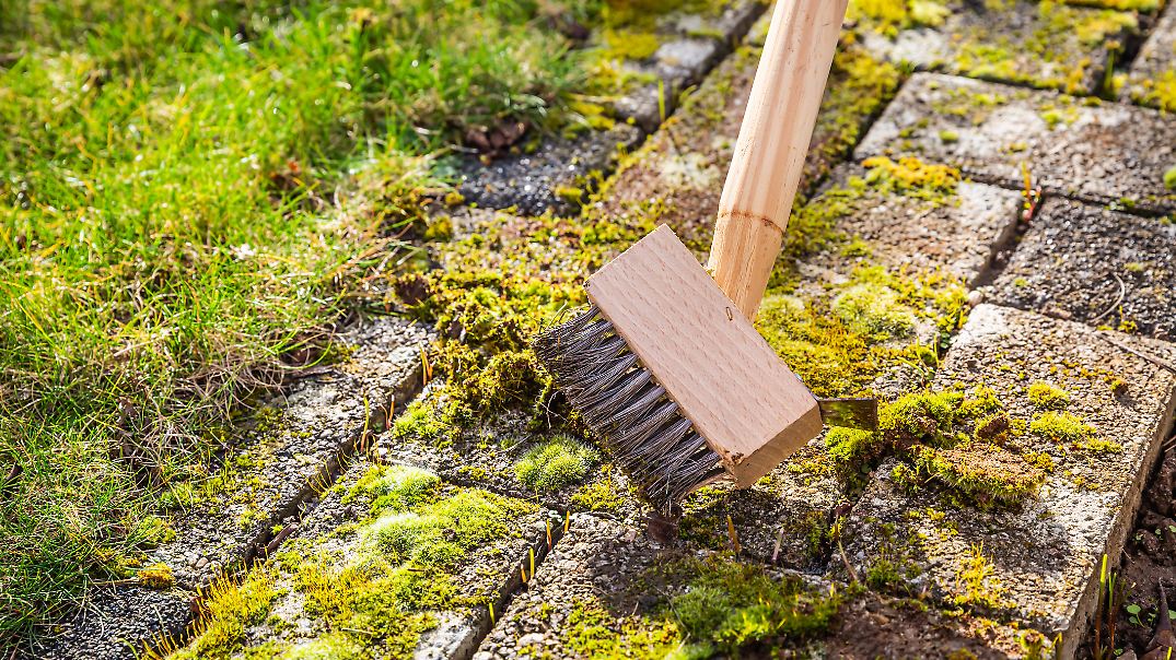 Moos im Rasen entfernen: Hausmittel-Trick ganz ohne Gift mit Wasser von ...