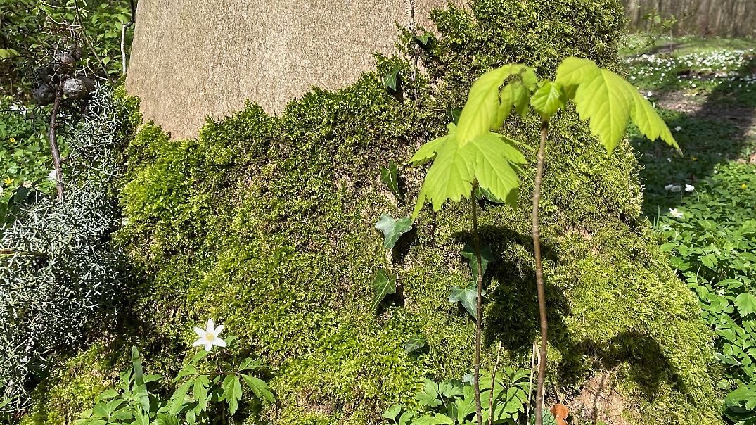 Moos im Rasen entfernen: Hausmittel-Trick ganz ohne Gift mit Wasser von ...