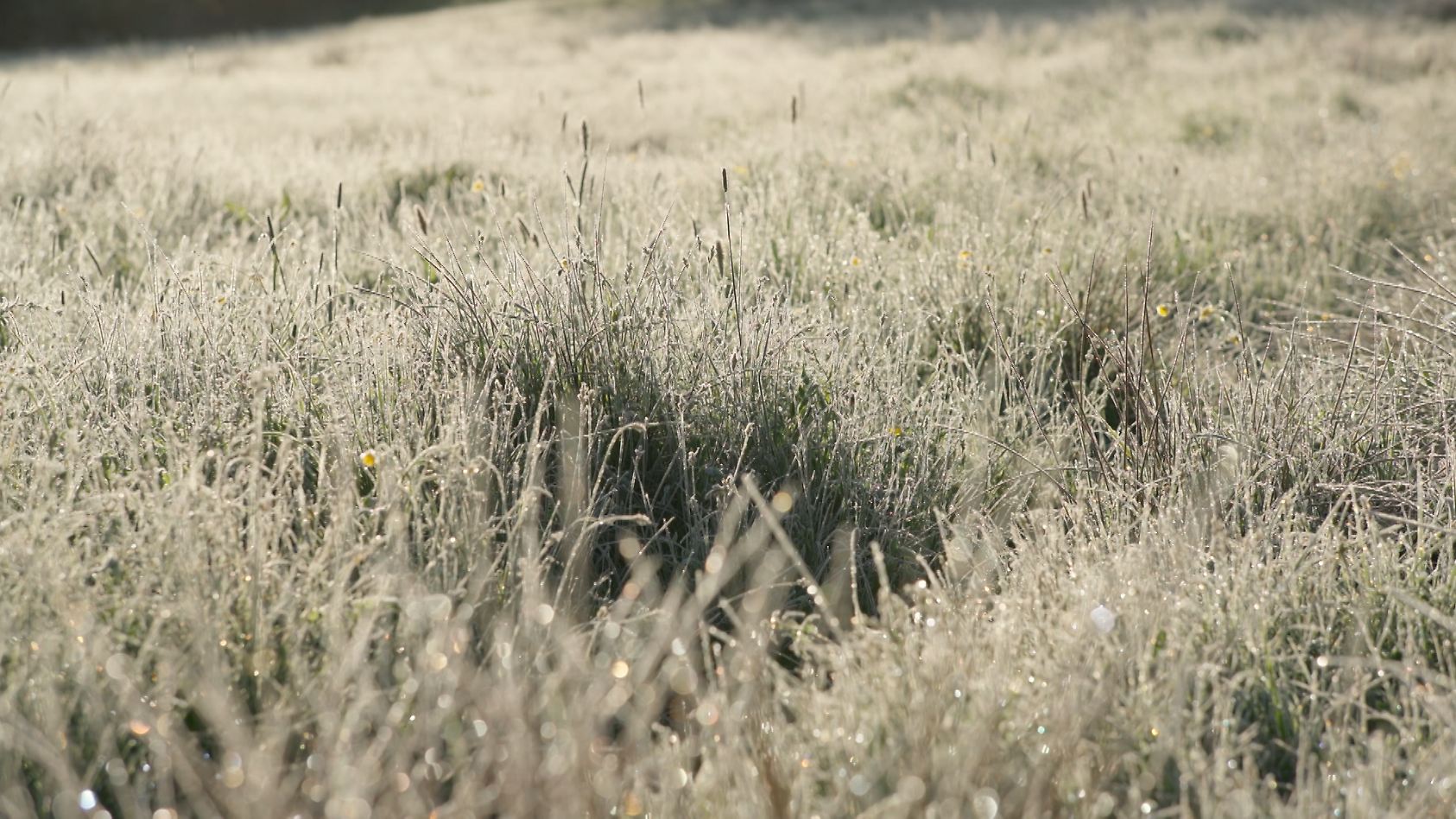 Wetter- und Natur-Bild des Tages: Deutschland erwacht im Frost bei bis ...