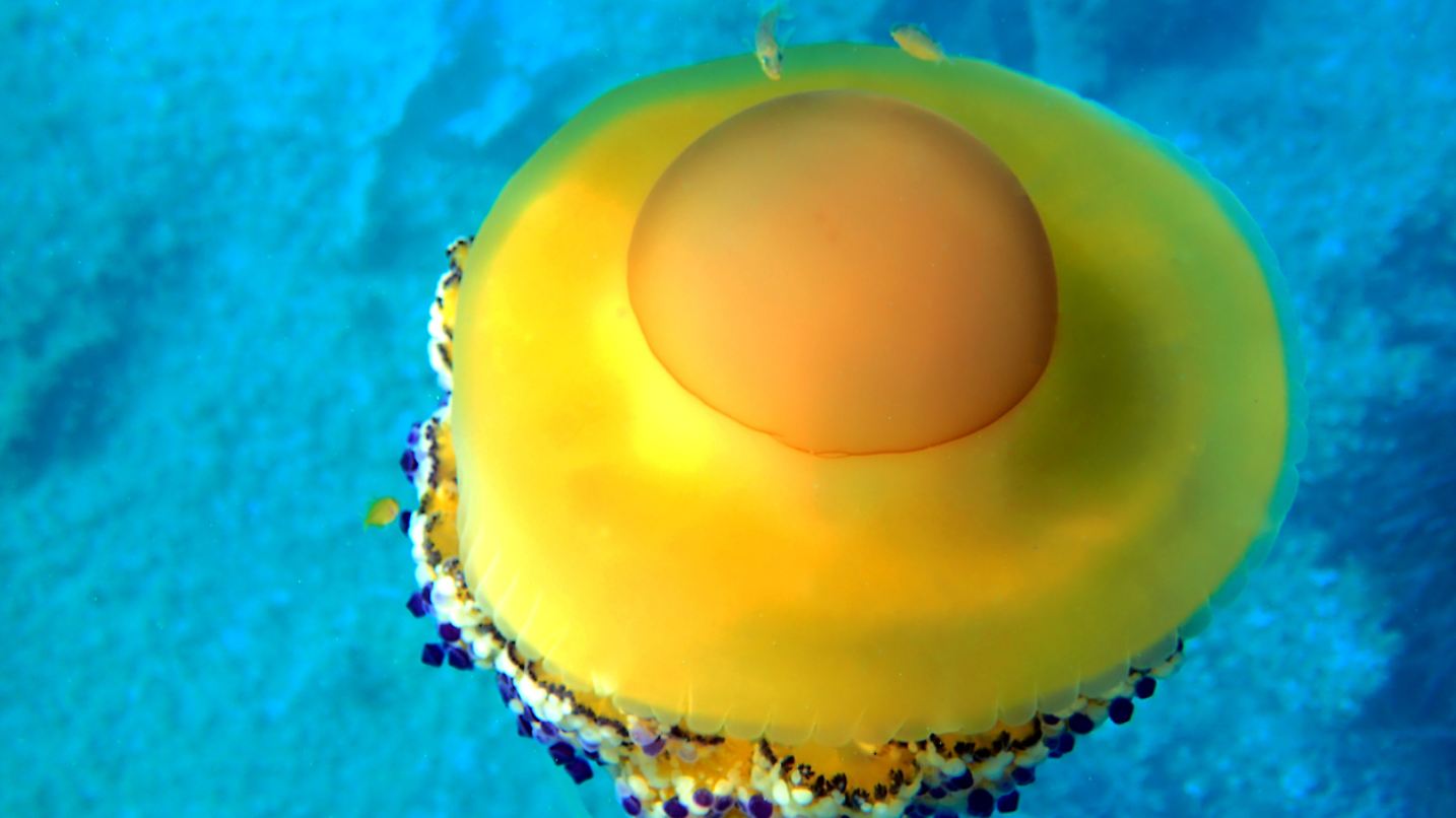 Marine Hitzewellen in Nord- und Ostsee, Mittelmeer und Nordatlantik - Hier ist das Meer jetzt ...