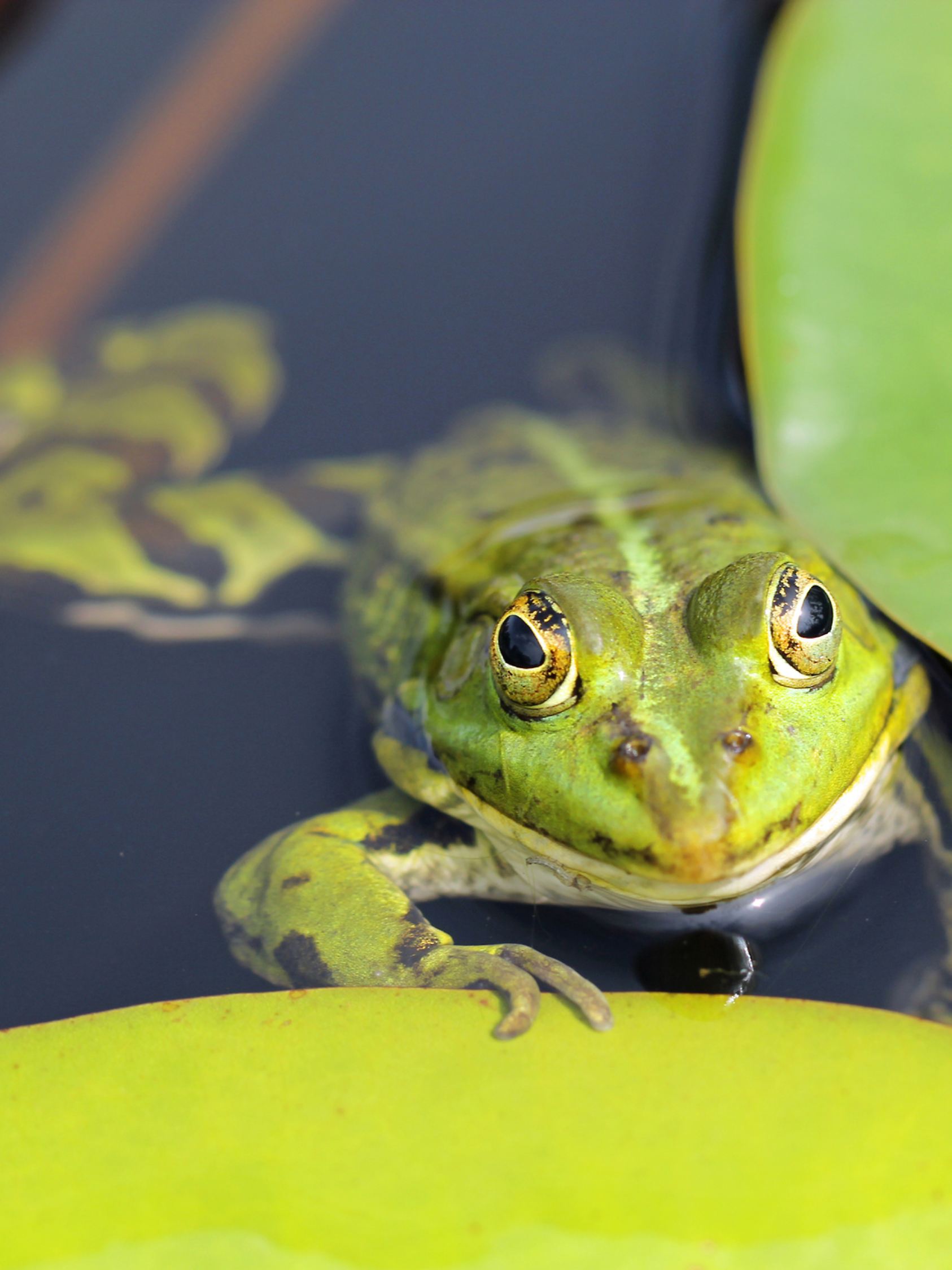 Wetter DWD - Niederlassung Hamburg Sasel heute ☀ Vorhersage 14 - 21 ...