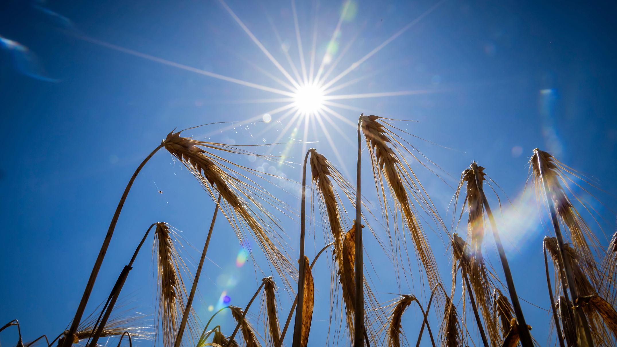 Wetterprognose Juli 2025: Wie geht es nach der Hitzewelle in Deutschland weiter? | wetter.de