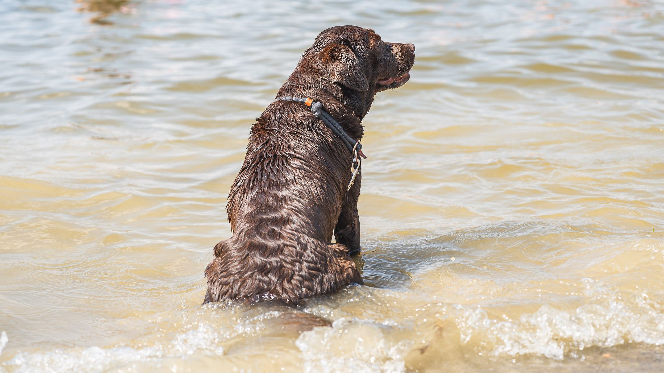 Bringen die Hundstage im Sommer 2025 eine neue Hitzewelle nach Deutschland? | wetter.de