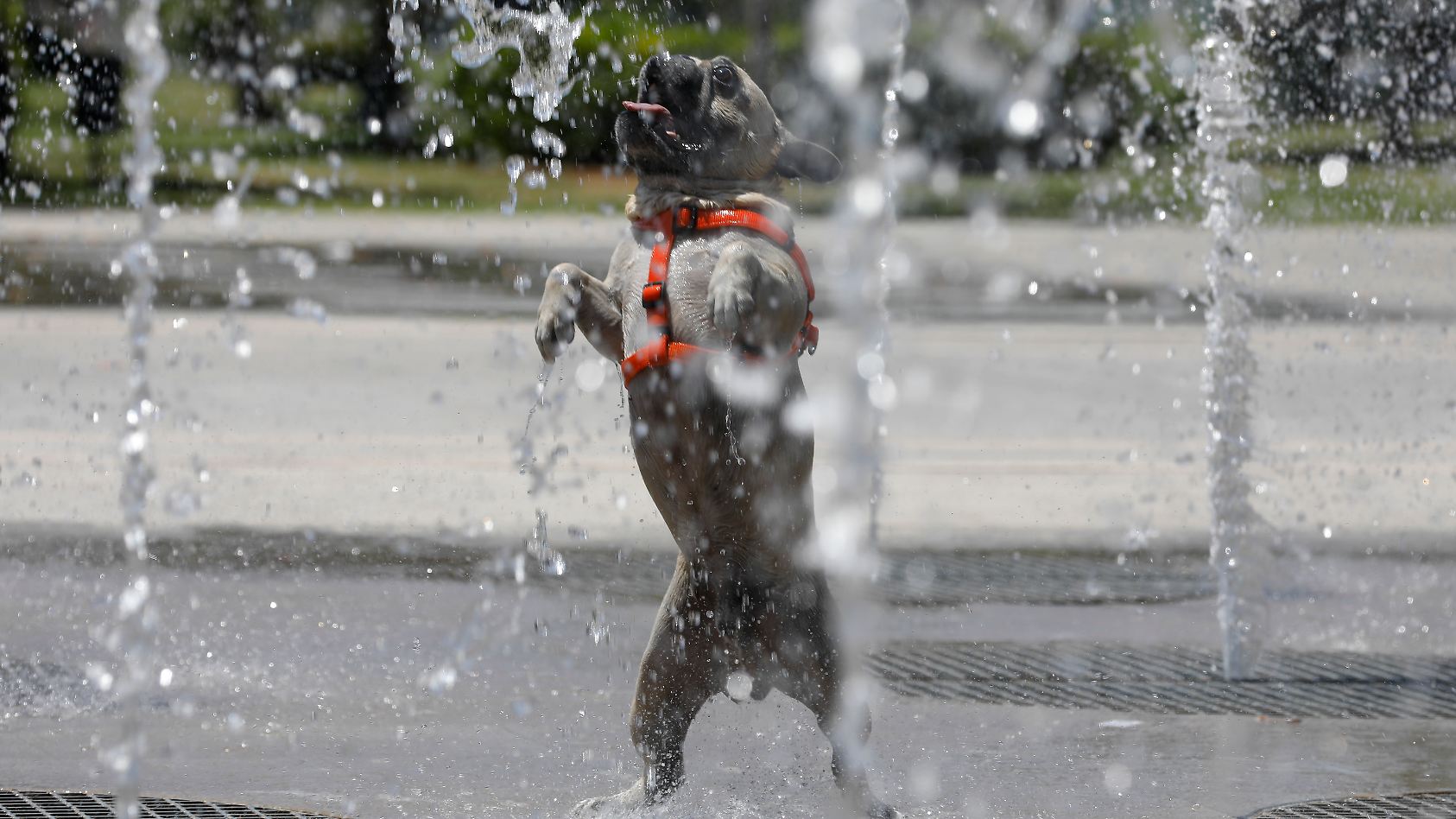 Bryce dallas howard nua had the feeling that girl is ready