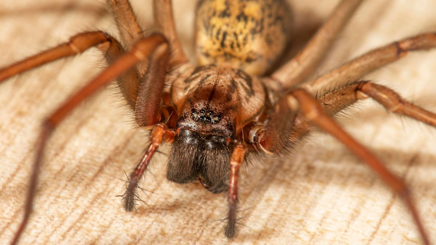 : Winkelspinne im Herbst: Aussehen, Gefahr, invasiv oder nicht? Fakten ...