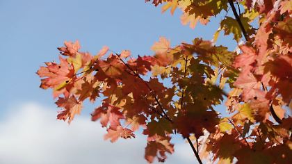 Wetter Bornheim heute ☀ Vorhersage 14 - 21 Tage | wetter.de