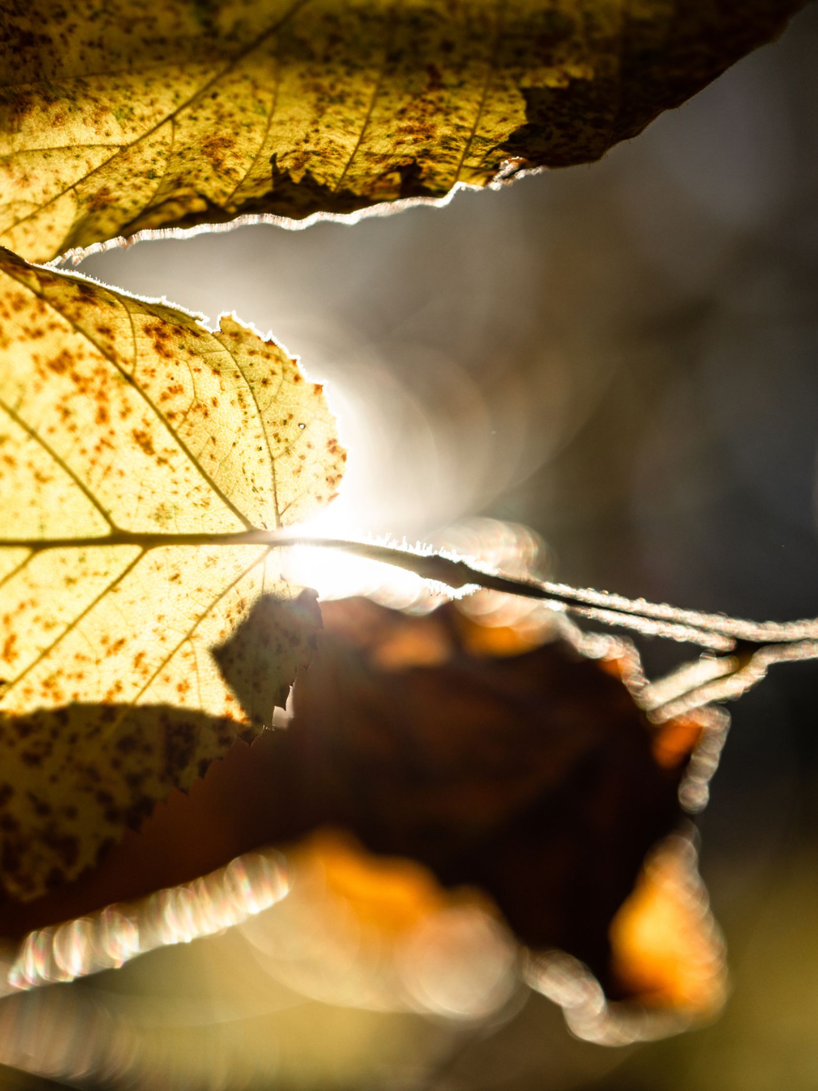 Wetter Roding heute ☀ Vorhersage 14 - 21 Tage | wetter.de