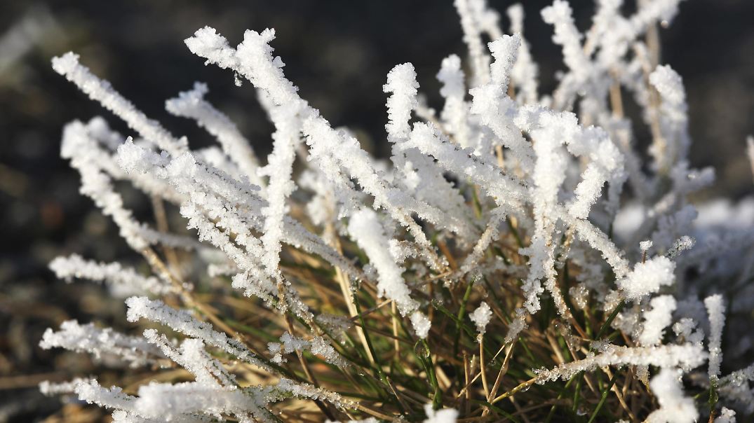 Wetterlexikon: Reif | wetter.de